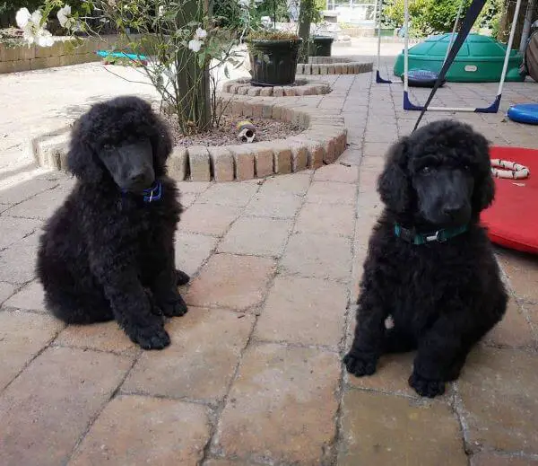15 Photos Of Standard Poodle Puppies That Make Everyone Fall In Love ...
