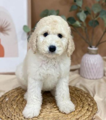 15 Photos Of Standard Poodle Puppies That Make Everyone Fall In Love ...