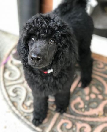 15 Photos Of Standard Poodle Puppies That Make Everyone Fall In Love ...