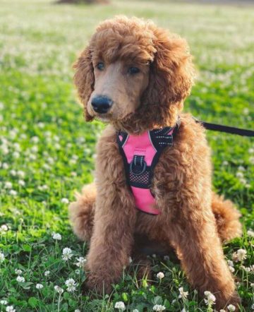 15 Photos Of Standard Poodle Puppies That Make Everyone Fall In Love ...