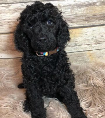 15 Photos Of Standard Poodle Puppies That Make Everyone Fall In Love ...
