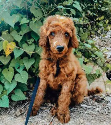15 Photos Of Standard Poodle Puppies That Make Everyone Fall In Love ...