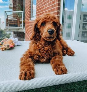 15 Photos Of Standard Poodle Puppies That Make Everyone Fall In Love ...
