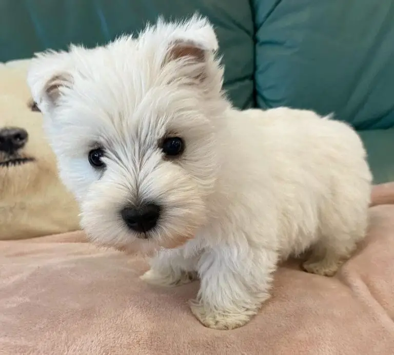 15 Adorable Photos Of West Highland White Terrier Puppies With Pure ...