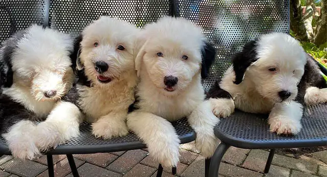 15 Adorable Photos Of Old English Sheepdog Puppies With Pure Beauty ...