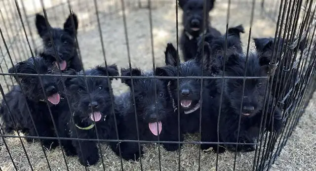 15 Adorable Photos Of Scottish Terrier Puppies With Pure Beauty ...