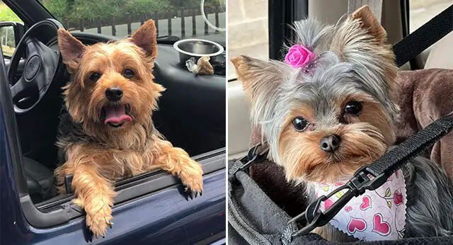 15 Funny Pictures Of Adorable Yorkies In The Close Up Challenge ...