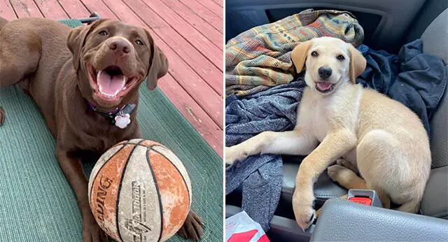 15 Funny Pictures Of Labrador Retrievers With Happy Smiles ...