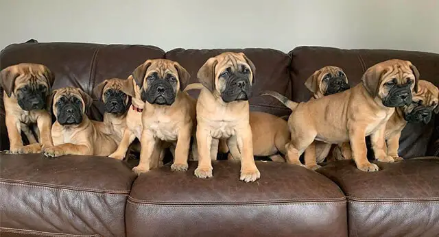 15 Photos Of Bullmastiff Puppies That Make Everyone Fall In Love ...