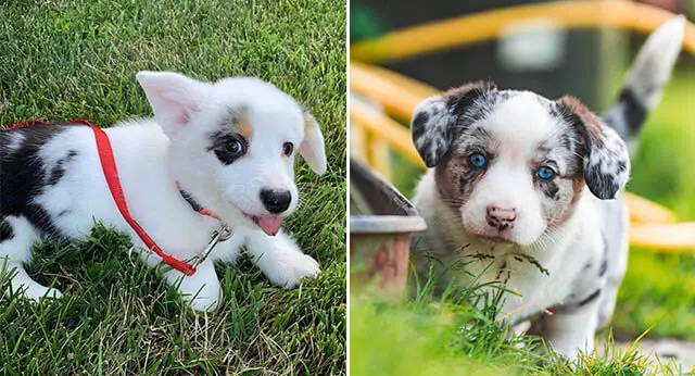 15 Photos Of Cardigan Welsh Corgi Puppies That Make Everyone's Heart ...