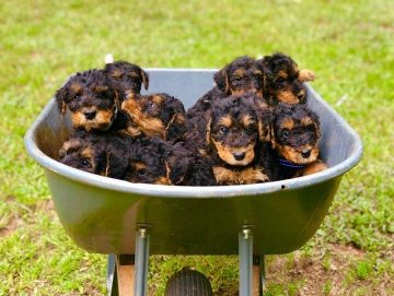 15 Photos Of Airedale Terrier Puppies That Make Everyone's Heart Melt ...