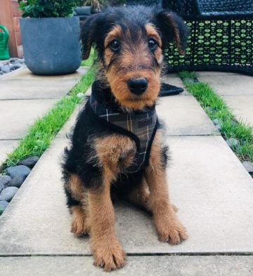 15 Photos Of Airedale Terrier Puppies That Make Everyone's Heart Melt ...