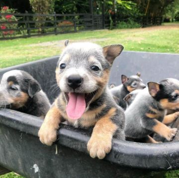 15 Photos Of Australian Cattle Dog Puppies That Make Everyone's Heart ...
