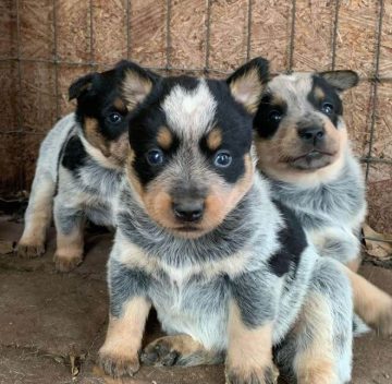 15 Photos Of Australian Cattle Dog Puppies That Make Everyone's Heart ...