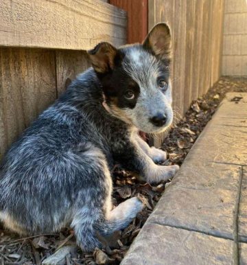 15 Photos Of Australian Cattle Dog Puppies That Make Everyone's Heart ...