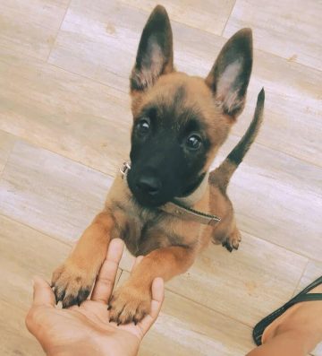 15 Photos Of Belgian Malinois Puppies That Make Everyone's Heart Melt ...