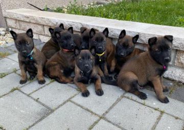 15 Photos Of Belgian Malinois Puppies That Make Everyone's Heart Melt ...