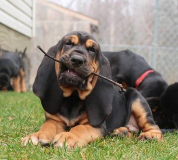 15 Photos Of Bloodhound Puppies That Make Everyone Fall In Love ...