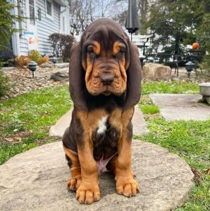 15 Photos Of Bloodhound Puppies That Make Everyone Fall In Love ...