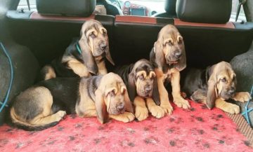 15 Photos Of Bloodhound Puppies That Make Everyone Fall In Love ...