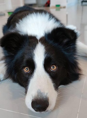 15 Adorable Pictures Of Border Collies In The Beautiful Face Challenge ...