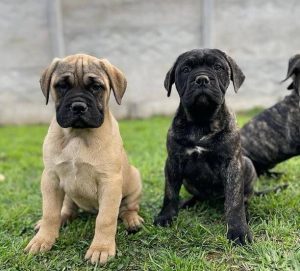 15 Photos Of Bullmastiff Puppies That Make Everyone Fall In Love ...