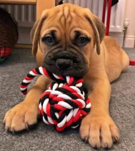 15 Photos Of Bullmastiff Puppies That Make Everyone Fall In Love ...