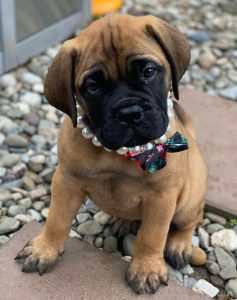 15 Photos Of Bullmastiff Puppies That Make Everyone Fall In Love ...