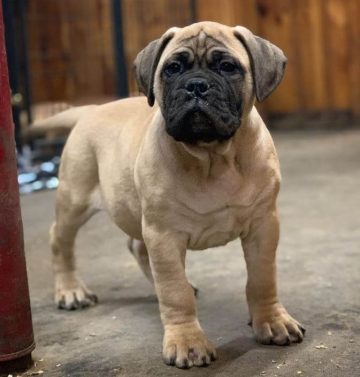 15 Photos Of Bullmastiff Puppies That Make Everyone Fall In Love ...