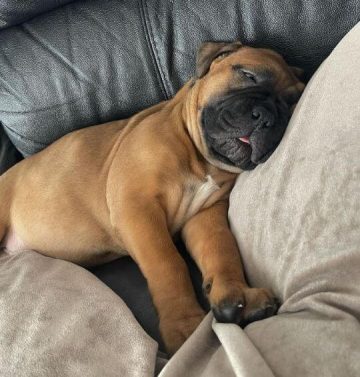 15 Photos Of Bullmastiff Puppies That Make Everyone Fall In Love ...