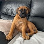 15 Photos Of Bullmastiff Puppies That Make Everyone Fall In Love ...