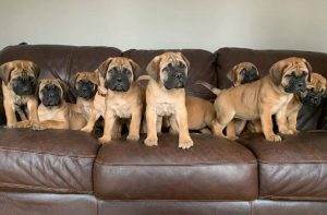 15 Photos Of Bullmastiff Puppies That Make Everyone Fall In Love ...