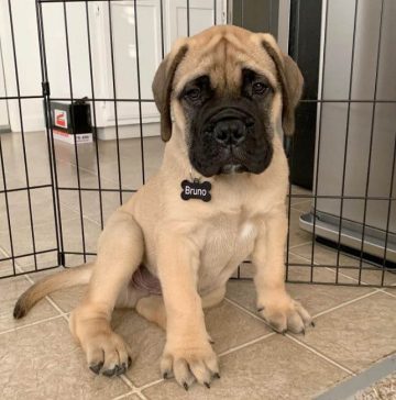 15 Photos Of Bullmastiff Puppies That Make Everyone Fall In Love ...
