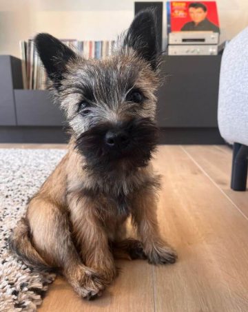 15 Adorable Photos Of Cairn Terrier Puppies With Pure Beauty ...