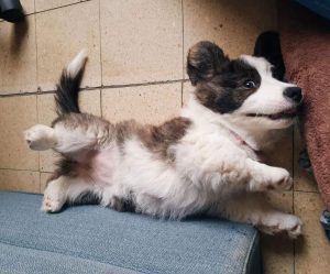 15 Photos Of Cardigan Welsh Corgi Puppies That Make Everyone's Heart ...