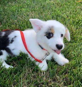 15 Photos Of Cardigan Welsh Corgi Puppies That Make Everyone's Heart ...