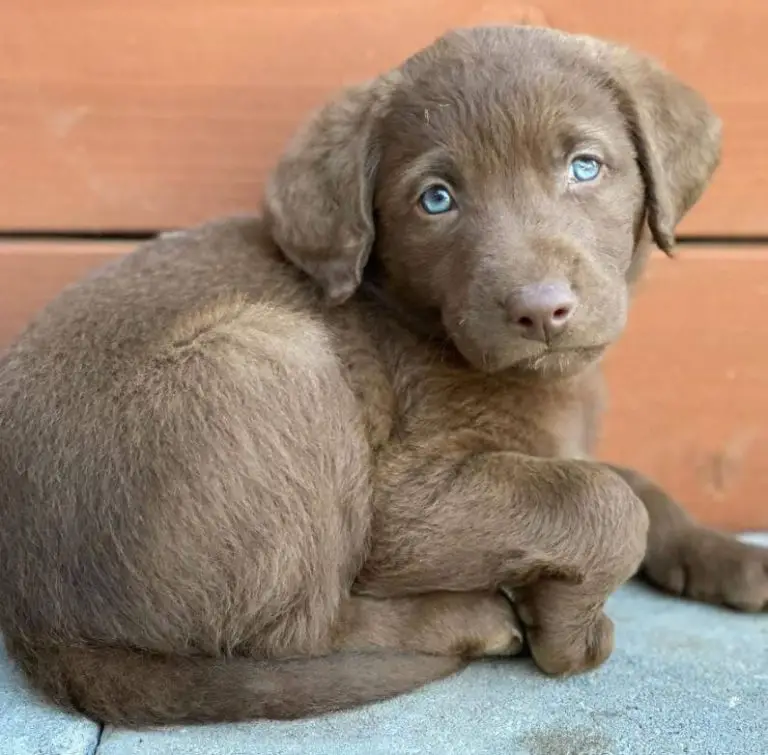15 Adorable Photos Of Chesapeake Bay Retriever Puppies With Pure Beauty ...