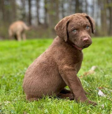 15 Adorable Photos Of Chesapeake Bay Retriever Puppies With Pure Beauty ...