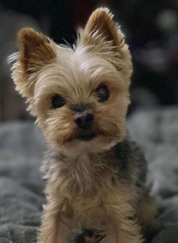 15 Funny Pictures Of Adorable Yorkies In The Close Up Challenge ...
