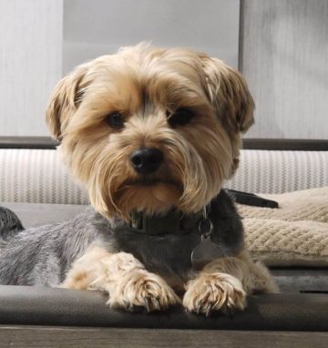 15 Funny Pictures Of Adorable Yorkies In The Close Up Challenge ...