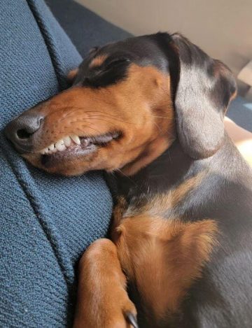 15 Funny Pictures Of Dachshund Teefs - ilovedogscute.com