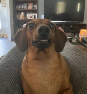 15 Funny Pictures Of Dachshund Teefs - ilovedogscute.com
