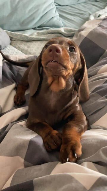 15 Funny Pictures Of Dachshund Teefs - ilovedogscute.com