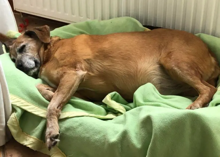 15 Funny Pictures Of Dogs Enjoying A Lazy Sunday - ilovedogscute.com