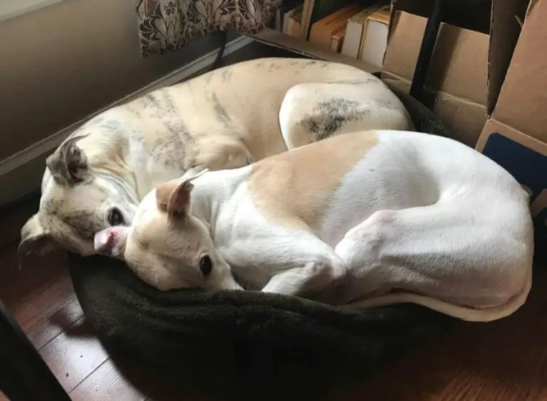 15 Funny Pictures Of Dogs Enjoying A Lazy Sunday - ilovedogscute.com