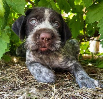 15 Adorable Photos Of German Wirehaired Pointer Puppies With Sweet Beauty - ilovedogscute.com