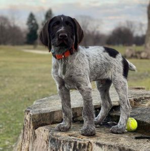 15 Adorable Photos Of German Wirehaired Pointer Puppies With Sweet ...