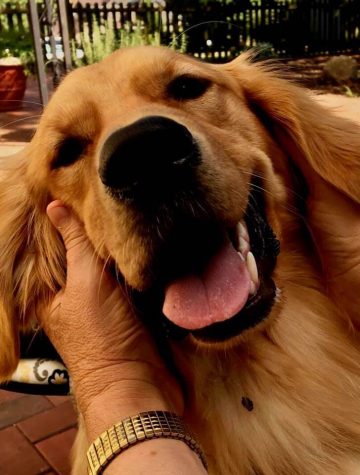 15 Adorable Pictures Of Happy Golden Retrievers In The Smile Challenge ...