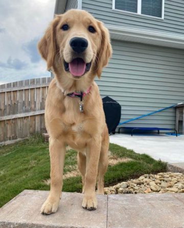 15 Adorable Pictures Of Happy Golden Retrievers In The Smile Challenge ...