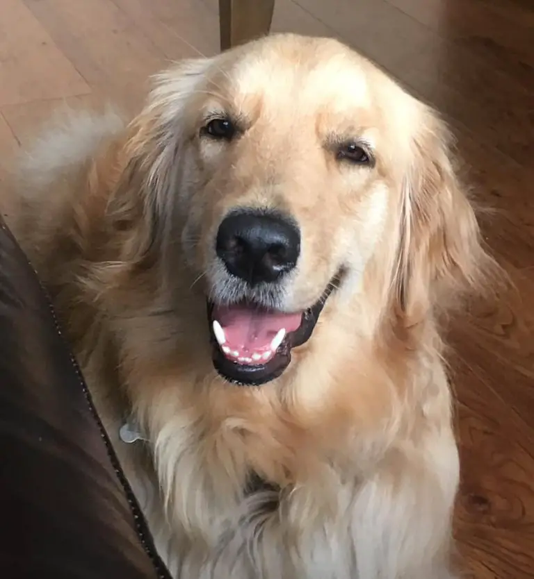 15 Adorable Pictures Of Happy Golden Retrievers In The Smile Challenge ...